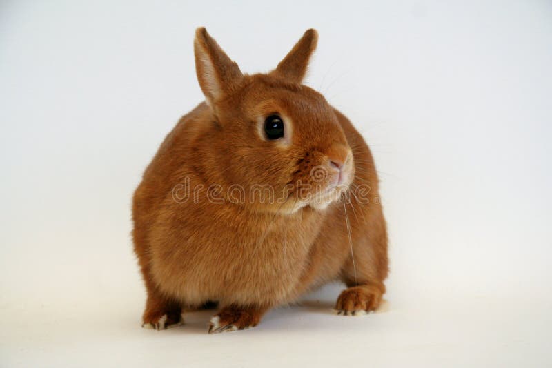Red Rabbit on a White Background Stock Photo - Image of brown, dark ...