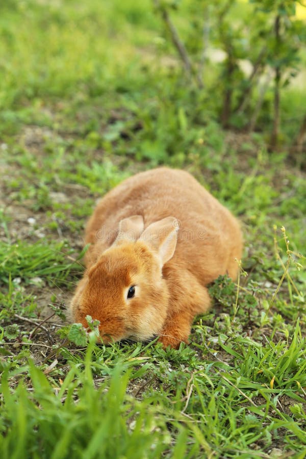 Red rabbit stock image. Image of anxious, pretty, adorable - 53372557