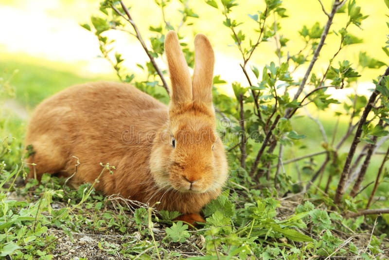 Red rabbit stock photo. Image of nature, grass, nosy - 53756100