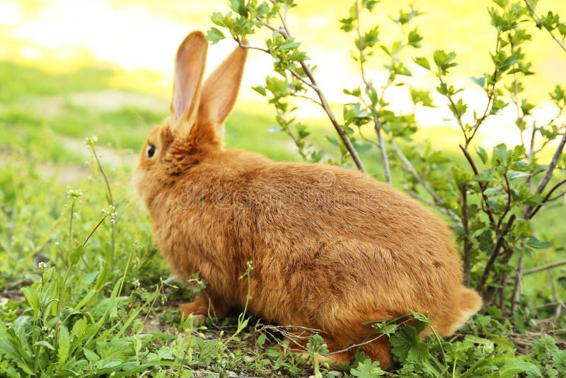 Red rabbit stock photo. Image of friendly, nervous, outdoors - 54064640