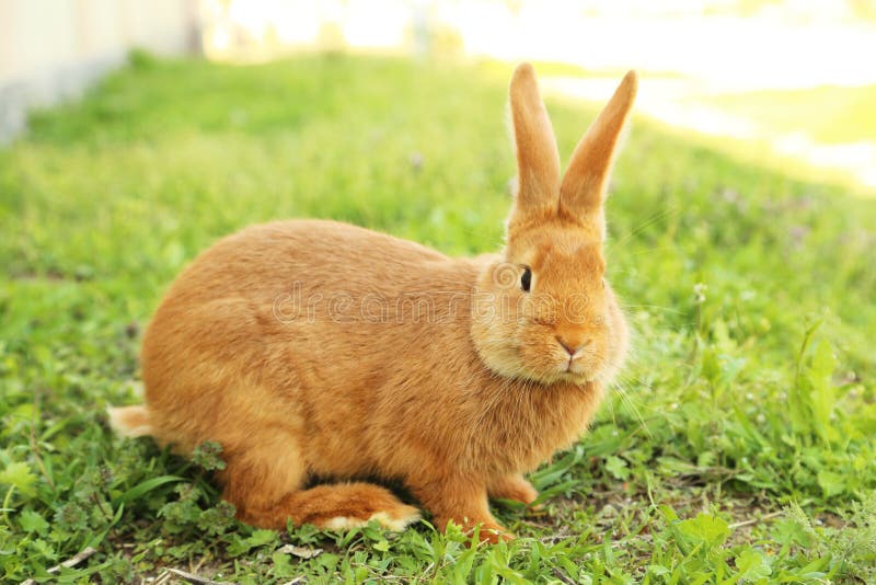 Red rabbit stock image. Image of furry, fearful, nervous - 54899159