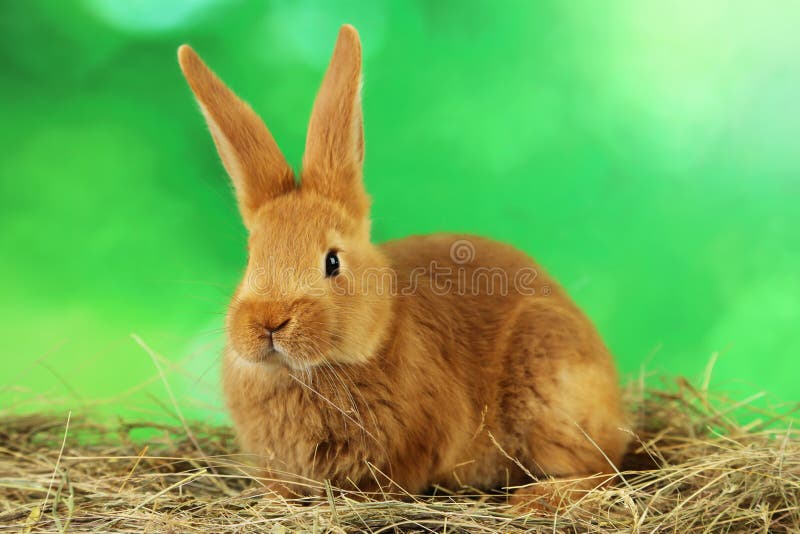 301 Worried Rabbit Stock Photos - Free & Royalty-Free Stock Photos from ...