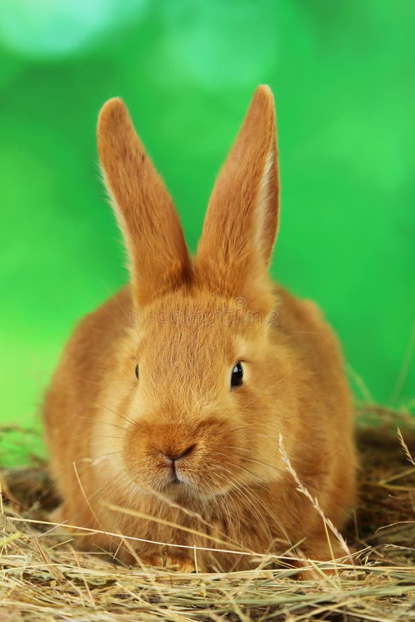 Red rabbit stock photo. Image of friendly, nosy, scared - 58668068