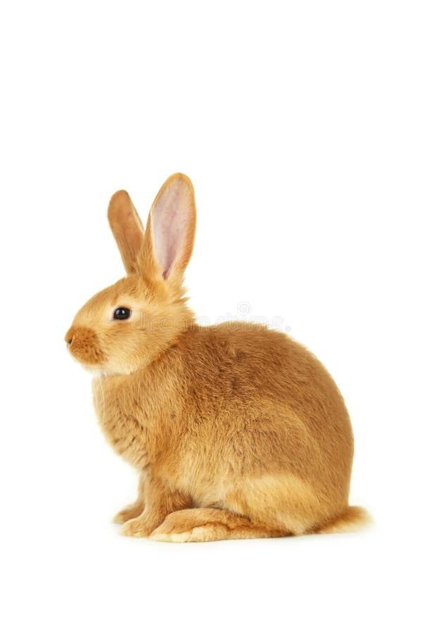 301 Worried Rabbit Stock Photos - Free & Royalty-Free Stock Photos from ...