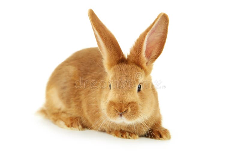 301 Worried Rabbit Stock Photos - Free & Royalty-Free Stock Photos from ...