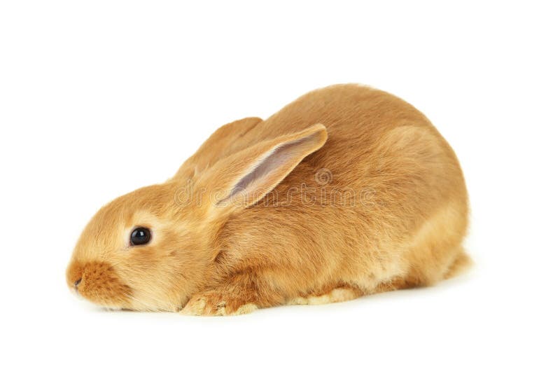 301 Worried Rabbit Stock Photos - Free & Royalty-Free Stock Photos from ...