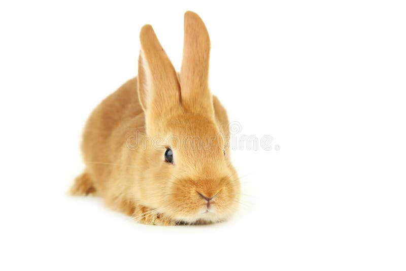 301 Worried Rabbit Stock Photos - Free & Royalty-Free Stock Photos from ...