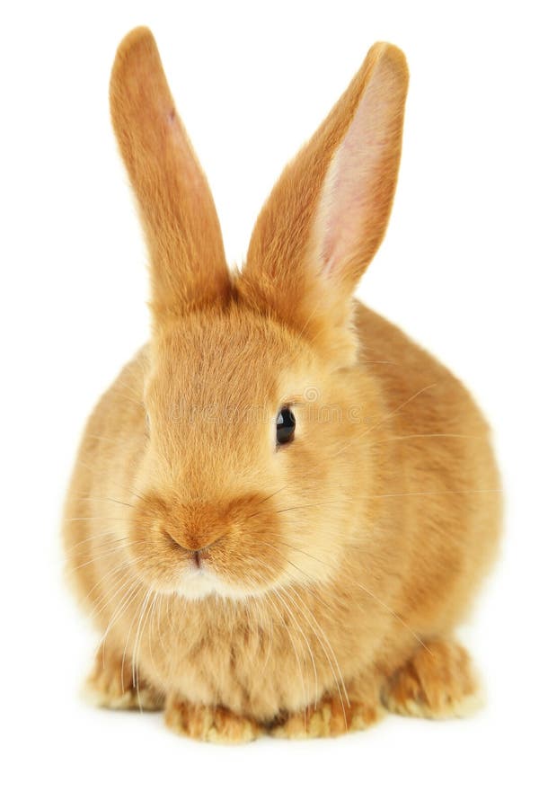 301 Worried Rabbit Stock Photos - Free & Royalty-Free Stock Photos from ...