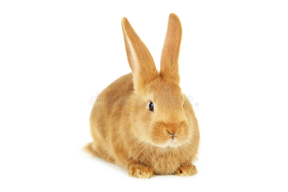Red rabbit stock image. Image of nervous, adorable, single - 53187905