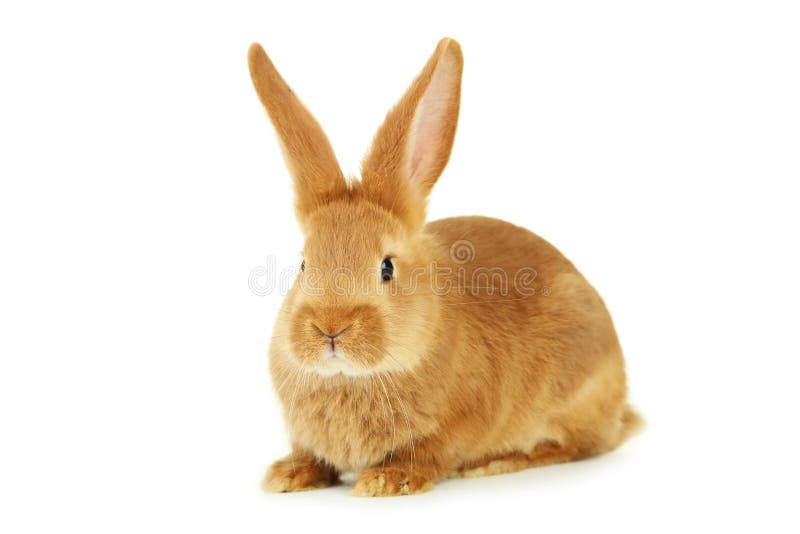 301 Worried Rabbit Stock Photos - Free & Royalty-Free Stock Photos from ...