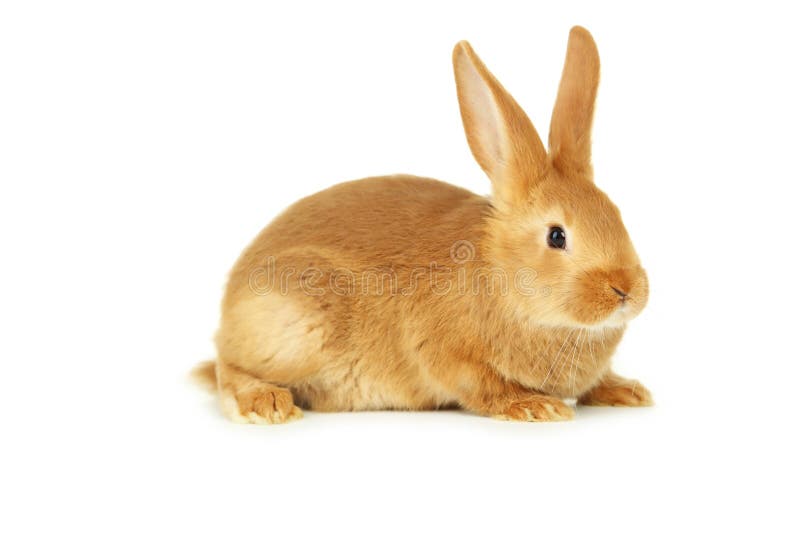 301 Worried Rabbit Stock Photos - Free & Royalty-Free Stock Photos from ...