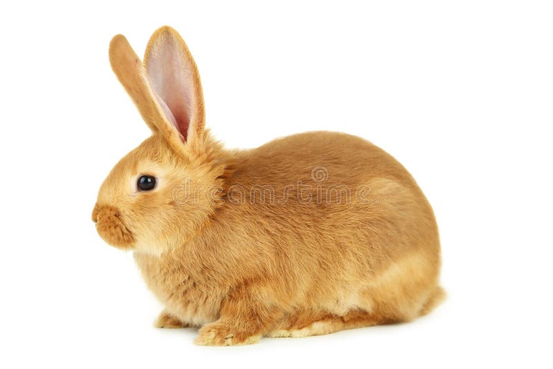 Red rabbit stock image. Image of furry, fearful, nervous - 54899159