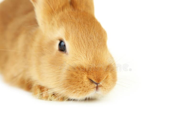 301 Worried Rabbit Stock Photos - Free & Royalty-Free Stock Photos from ...