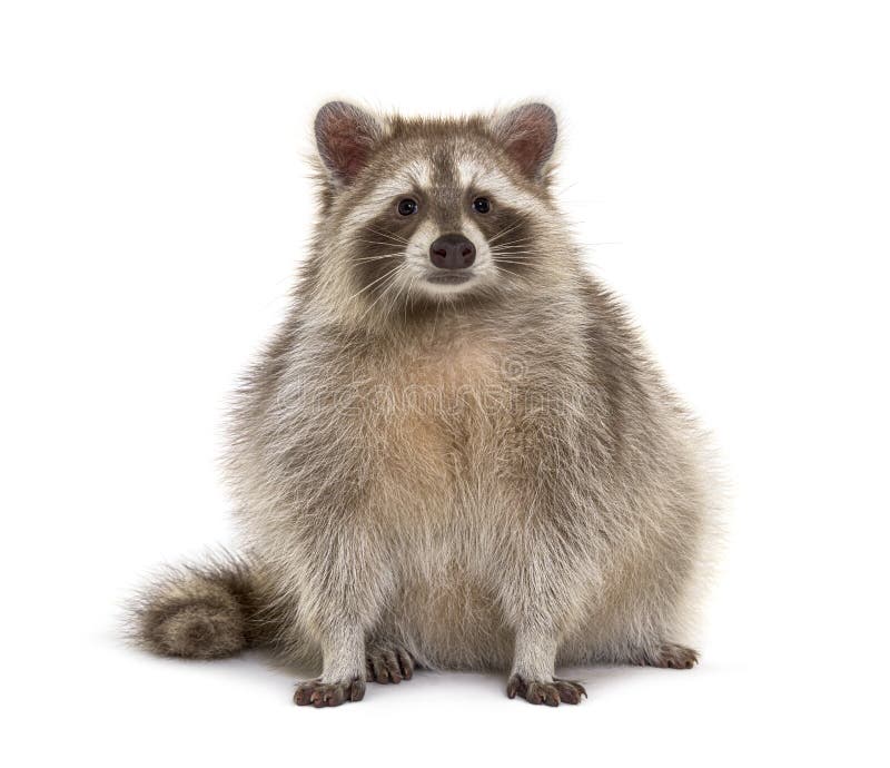 Red Raccoon Facing at the Camera Stock Photo - Image of raccoon ...