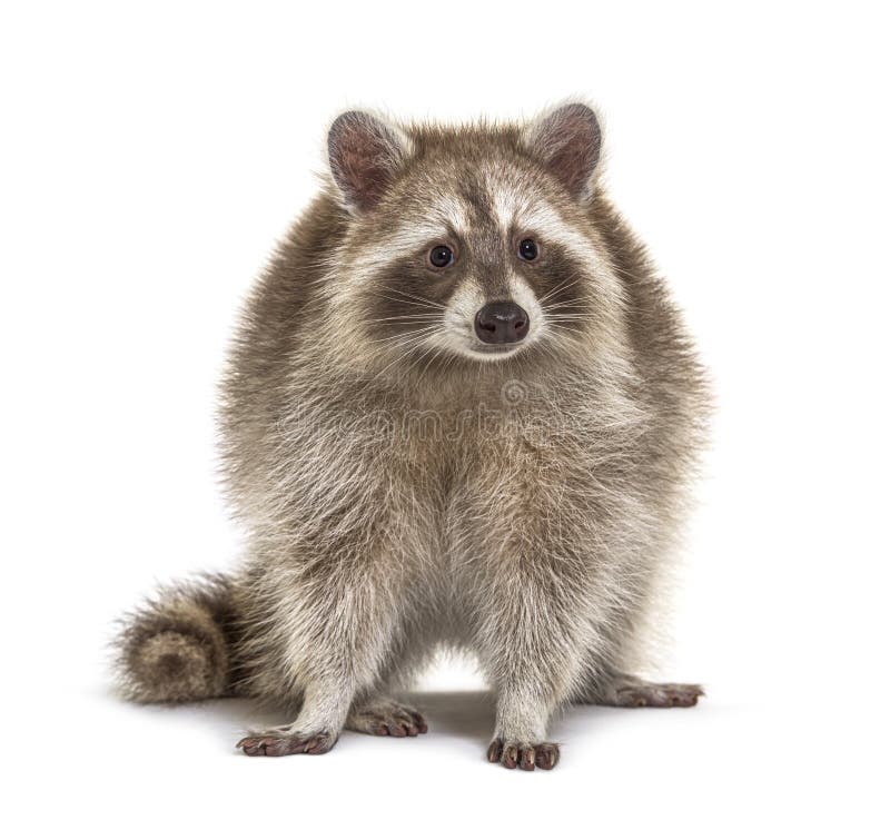 Red Raccoon Facing at the Camera Stock Image - Image of isolated ...