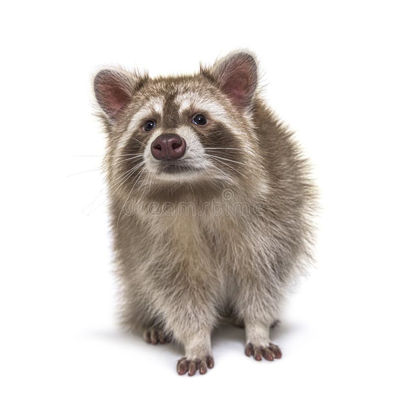 Red Raccoon Standing and Facing at the Camera Stock Image - Image of ...