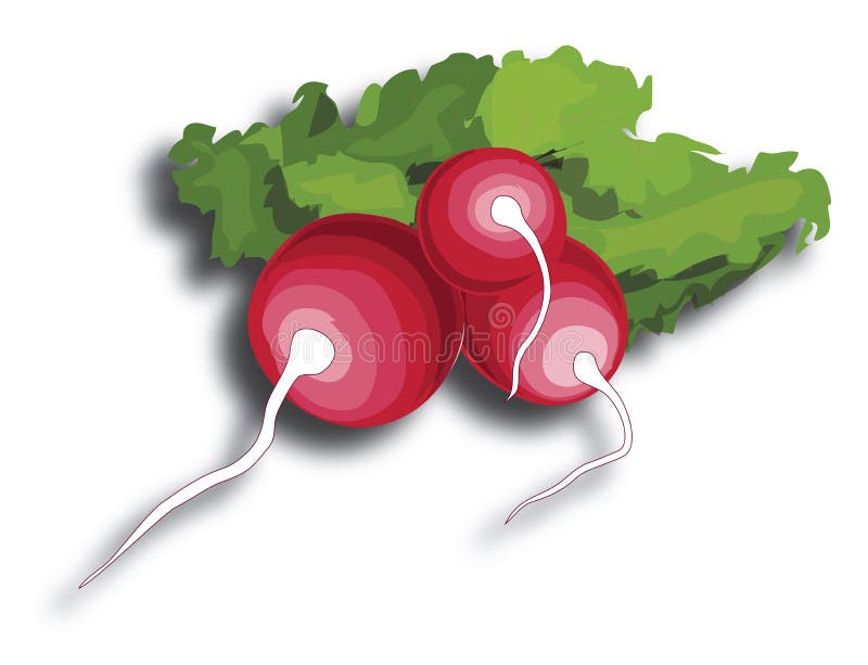 Red Raddish Juice Stock Photos - Free & Royalty-Free Stock Photos from ...