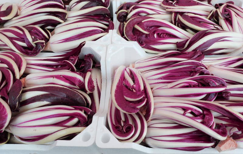 Red Radicchio Also Called Radicchio Tardivo in Italian Language Stock ...