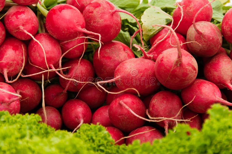 Red radish stock image. Image of vegetable, food, hungry - 16135163