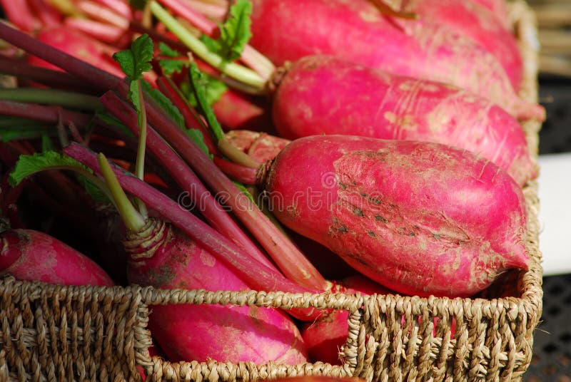 Red radish stock image. Image of vegetable, sunshine - 17051657