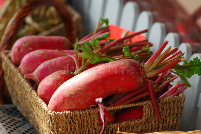 Red radish stock photo. Image of raddish, vegetable, radish - 17051684