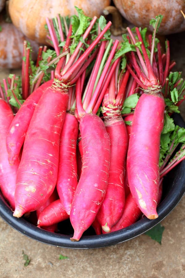 Red radish. stock photo. Image of diet, icicle, vitamin - 25319398