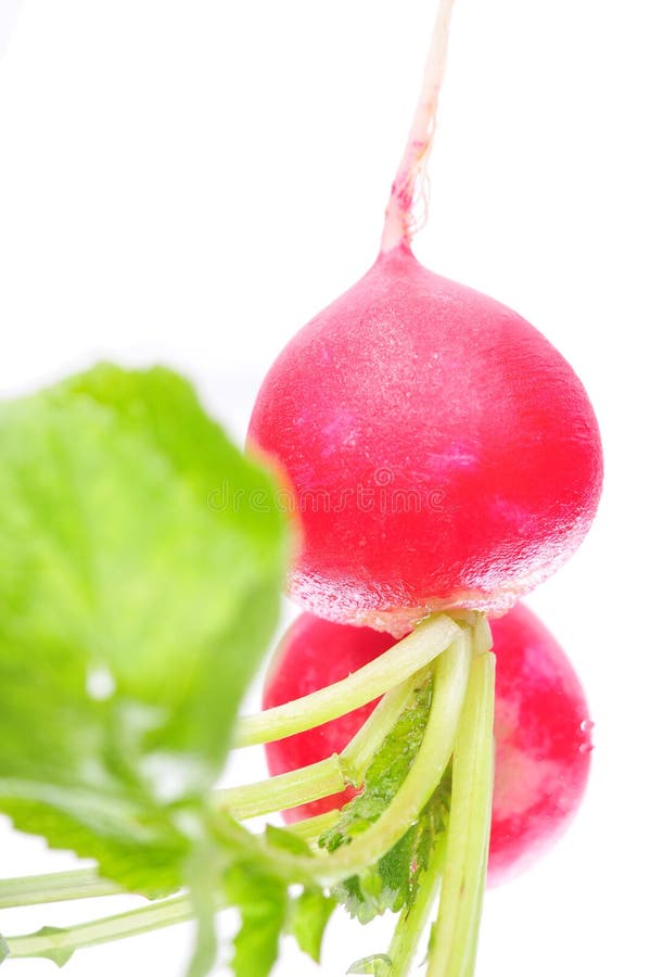 Red radish stock photo. Image of natural, radish, isolated - 7698672