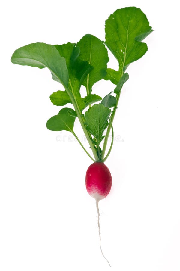 Radish plant stock image. Image of natural, produce, healthy - 19401681