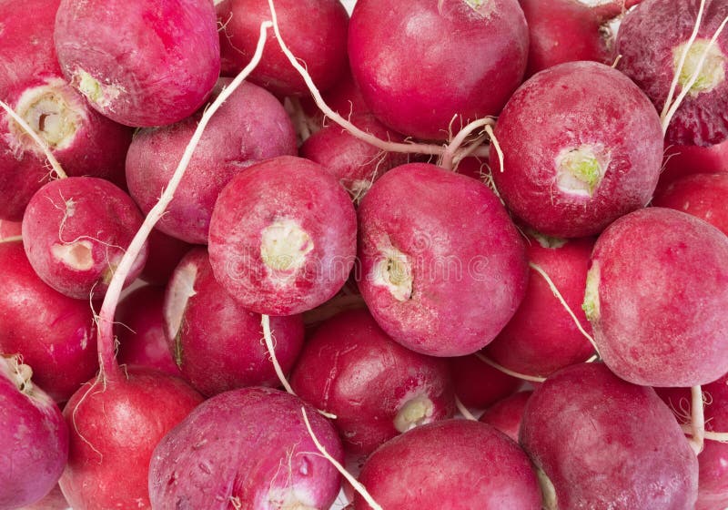Red radish background stock photo. Image of plant, closeup - 14425314