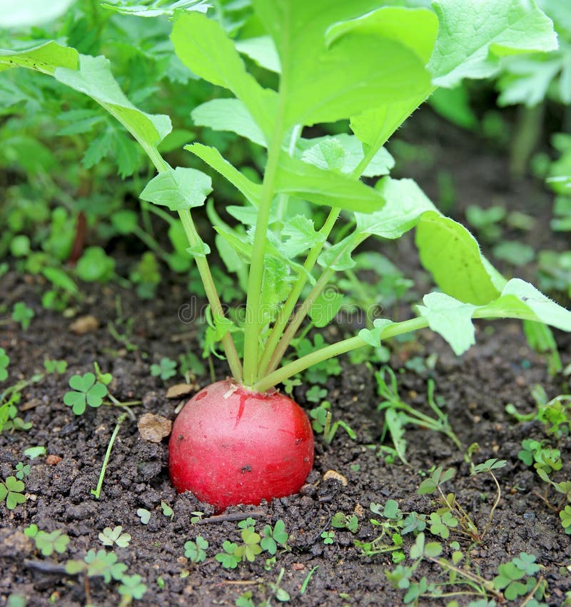 Red Radish Growing in the Garden Stock Image - Image of round ...