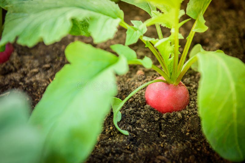 Red Radish Growing Up in the Garden Bed Stock Photo - Image of radishes ...