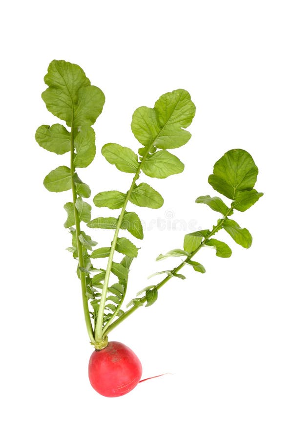 Red radish isolated stock photo. Image of health, concept - 31589208