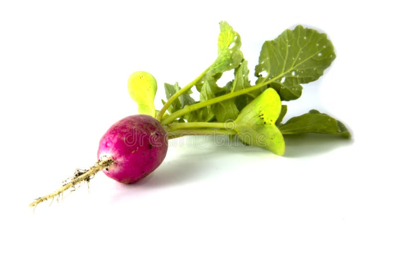 Red radish on white. stock image. Image of health, radish - 262382083