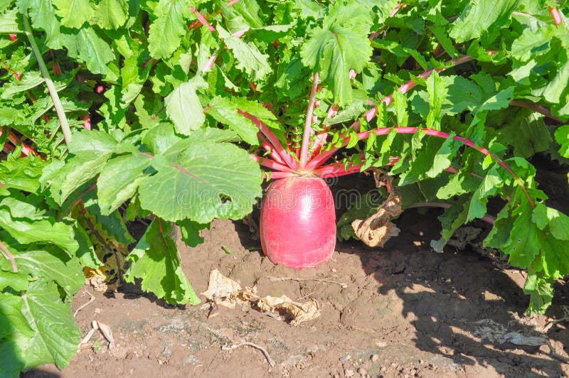 Radish field stock image. Image of garden, industry, plant - 31882671