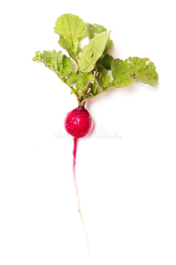 Red Radish with Leaves on White Background Stock Image - Image of ...