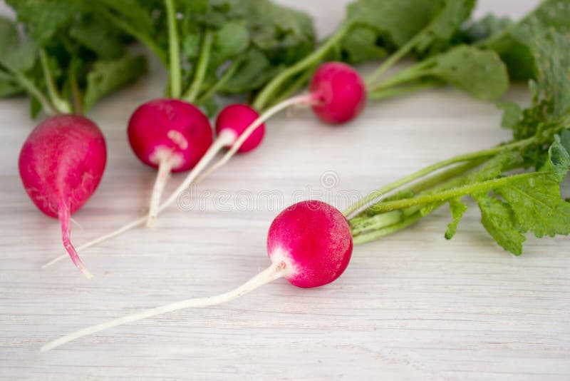 Red radish stock image. Image of vegetable, root, fresh - 87633791