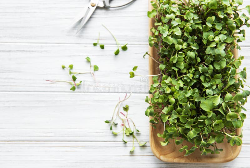 Red radish microgreens stock image. Image of nutrition - 196065911