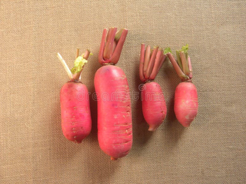 Red Radish roots stock image. Image of healthy, bunch - 168183485