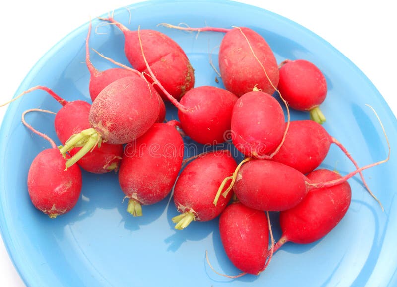 Red Radish stock photo. Image of radish, starte, roots - 67653854
