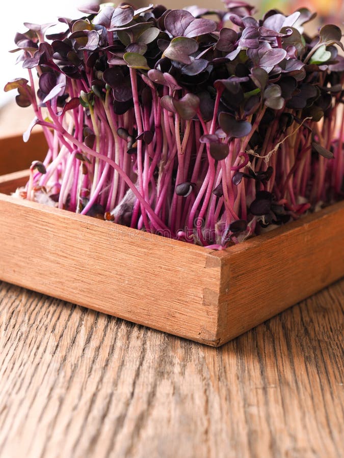 Red Radish Sprouts in a Wooden Box Stock Photo - Image of green ...