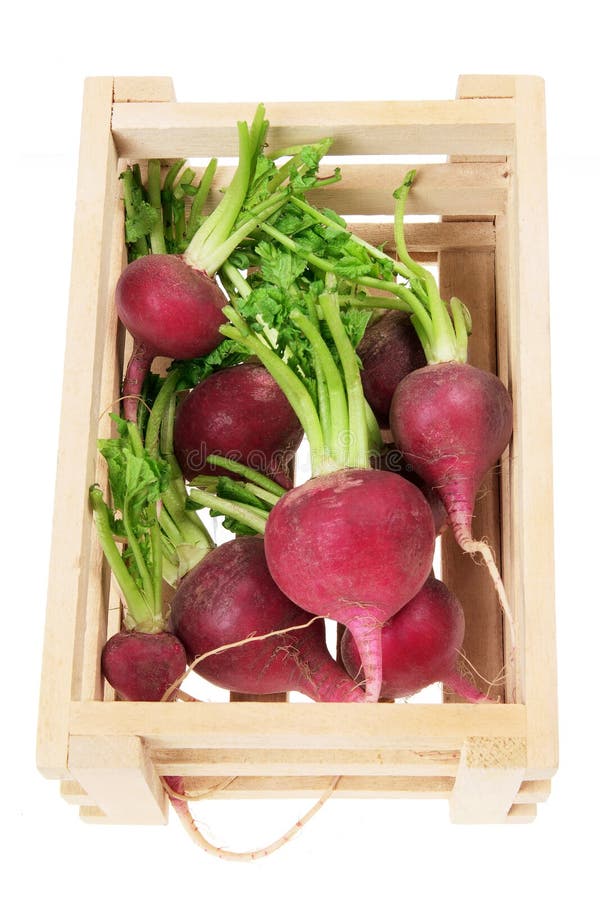 Red Radishes stock photo. Image of food, ingredient, radishes - 21081960