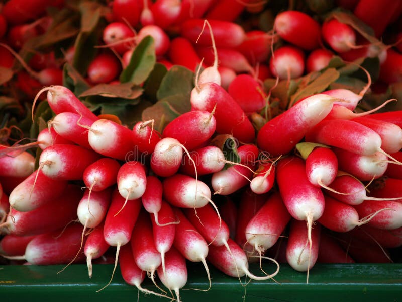 Red radishes stock photo. Image of radish, food, vitamins - 2444706