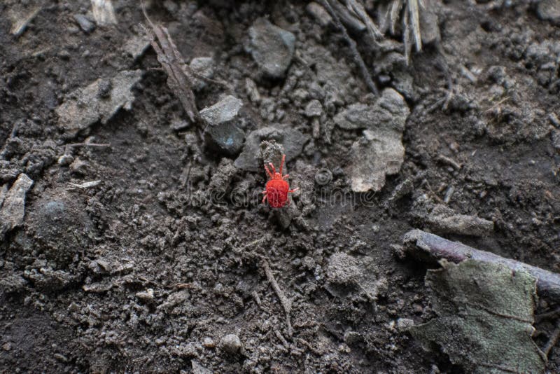 Red Rain Bug (Trombidiidae) on the Soil Stock Image - Image of rain ...