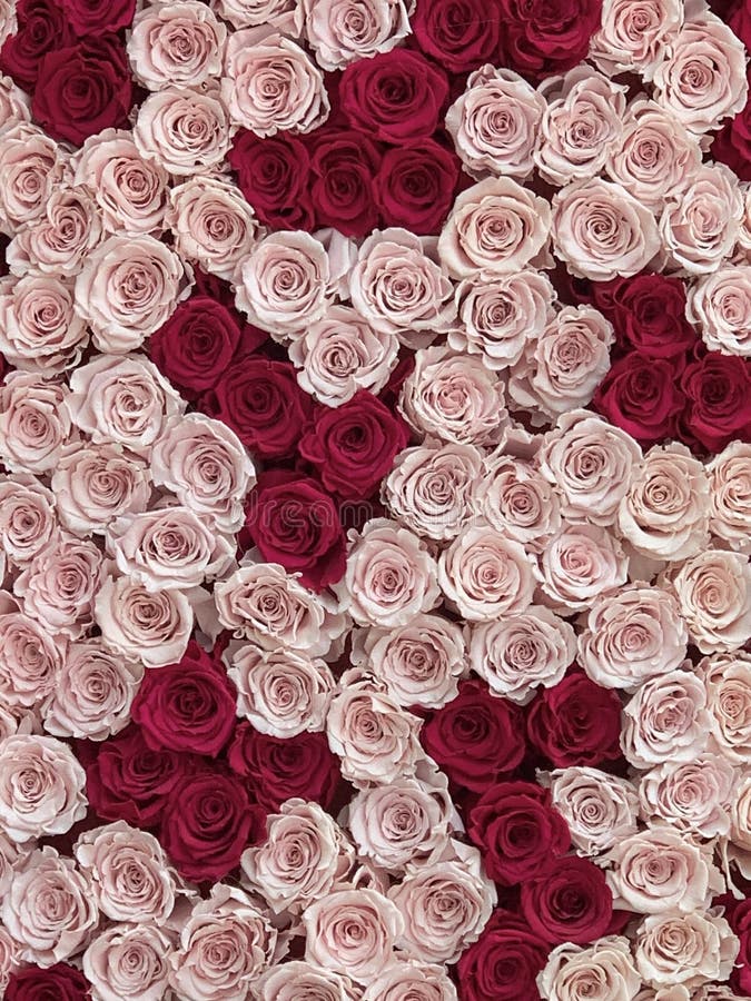 Red rain rose stock image. Image of flower, rain, love - 210358771