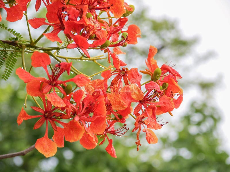 Red Rain Tree Flowers stock photo. Image of tree, landscape - 77467672