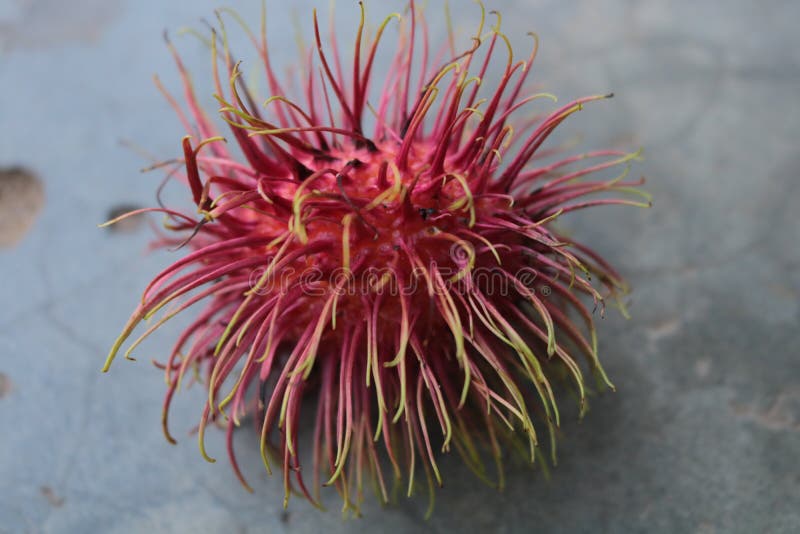 A Red Rambutan, Rambutan is a Fruit from the Tropics Stock Image ...