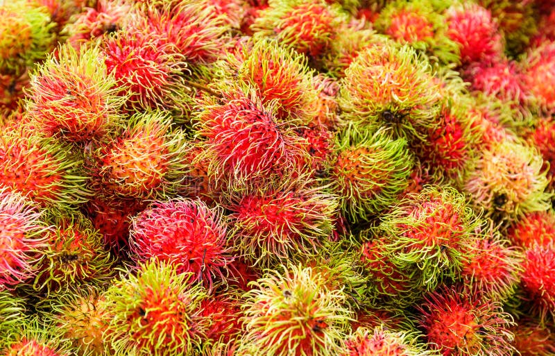 Red rambutan stock image. Image of rumbutan, thailand - 33634403