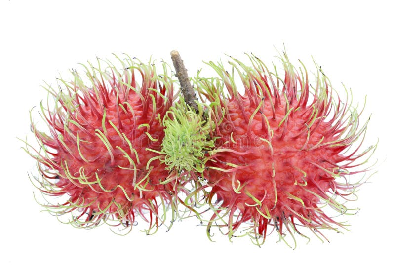 Red rambutan isolated stock image. Image of healthy - 276805129