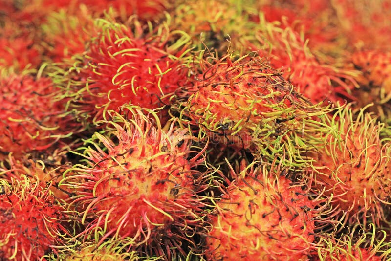 Red rambutan stock image. Image of fruit, thailand, fresh - 45915053