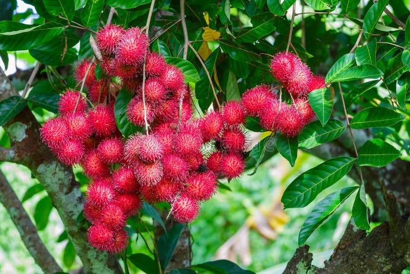 Red rambutan on tree stock photo. Image of food, leaf - 42706022